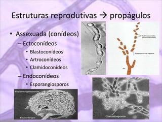 AULA_1___BIOLOGIA_DOS_FUNGOS.ppt