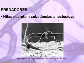AULA_1___BIOLOGIA_DOS_FUNGOS.ppt