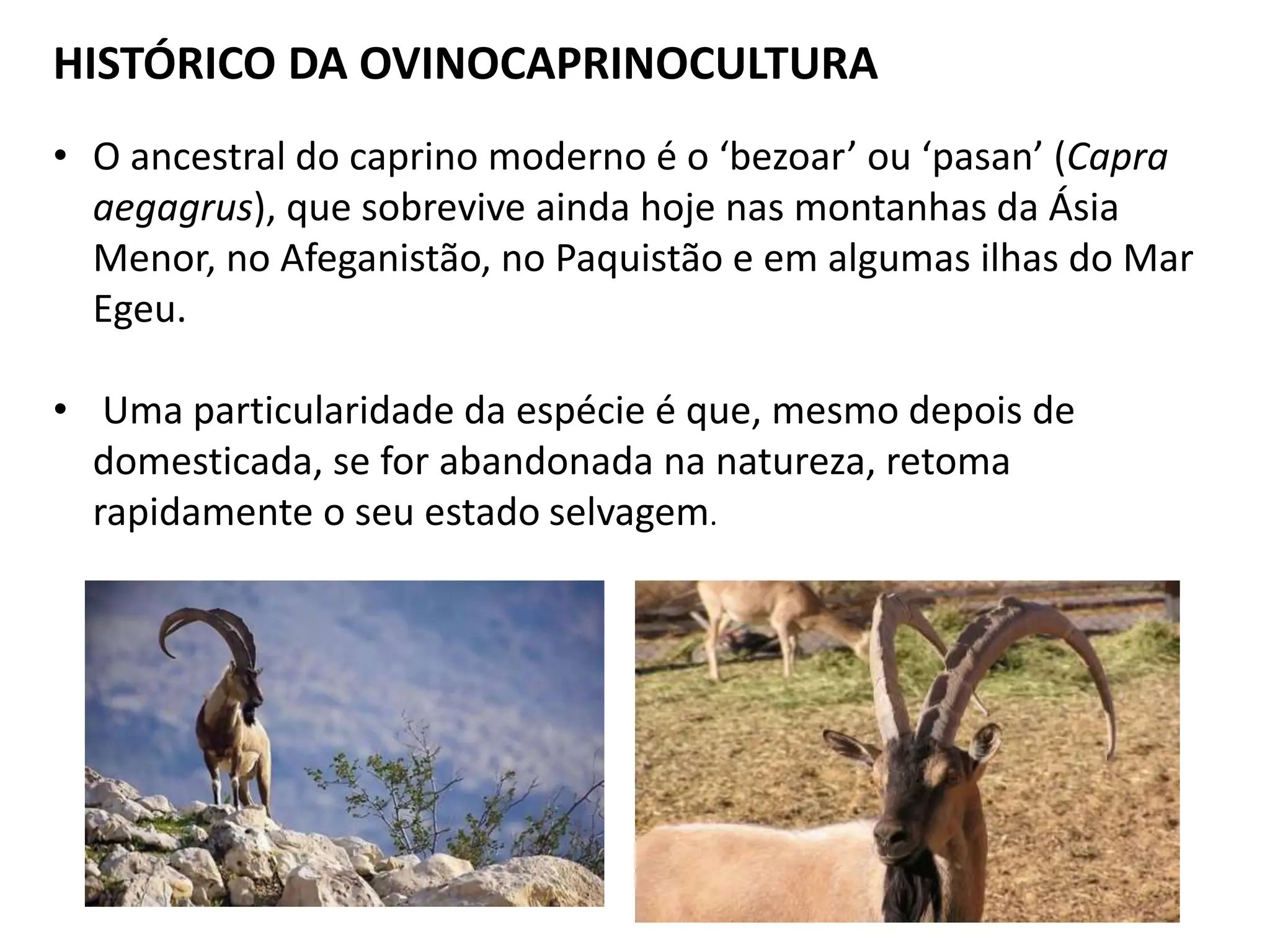 AULA 1 CAPRINO E OVINOS OVINOCAPRINOCULTURA.pptx