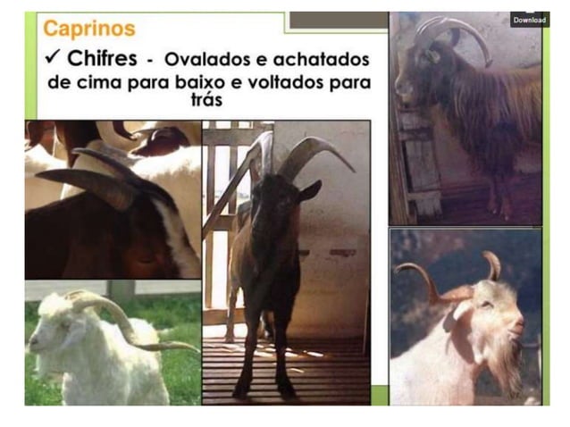 AULA 1 CAPRINO E OVINOS OVINOCAPRINOCULTURA.pptx