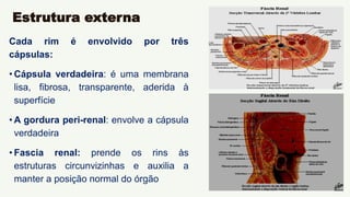 AULA 1 e 2 Anatomia.pptx