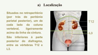 Retroperitônio: O Que É, Anatomia E Mais! – TQPDL