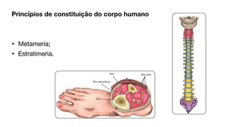 Aula 1 e 2 anatomia pdf .pdf