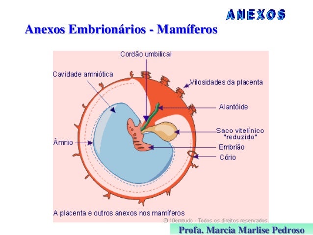 Aula 1° fecundação, embriologia e anexos embrionários
