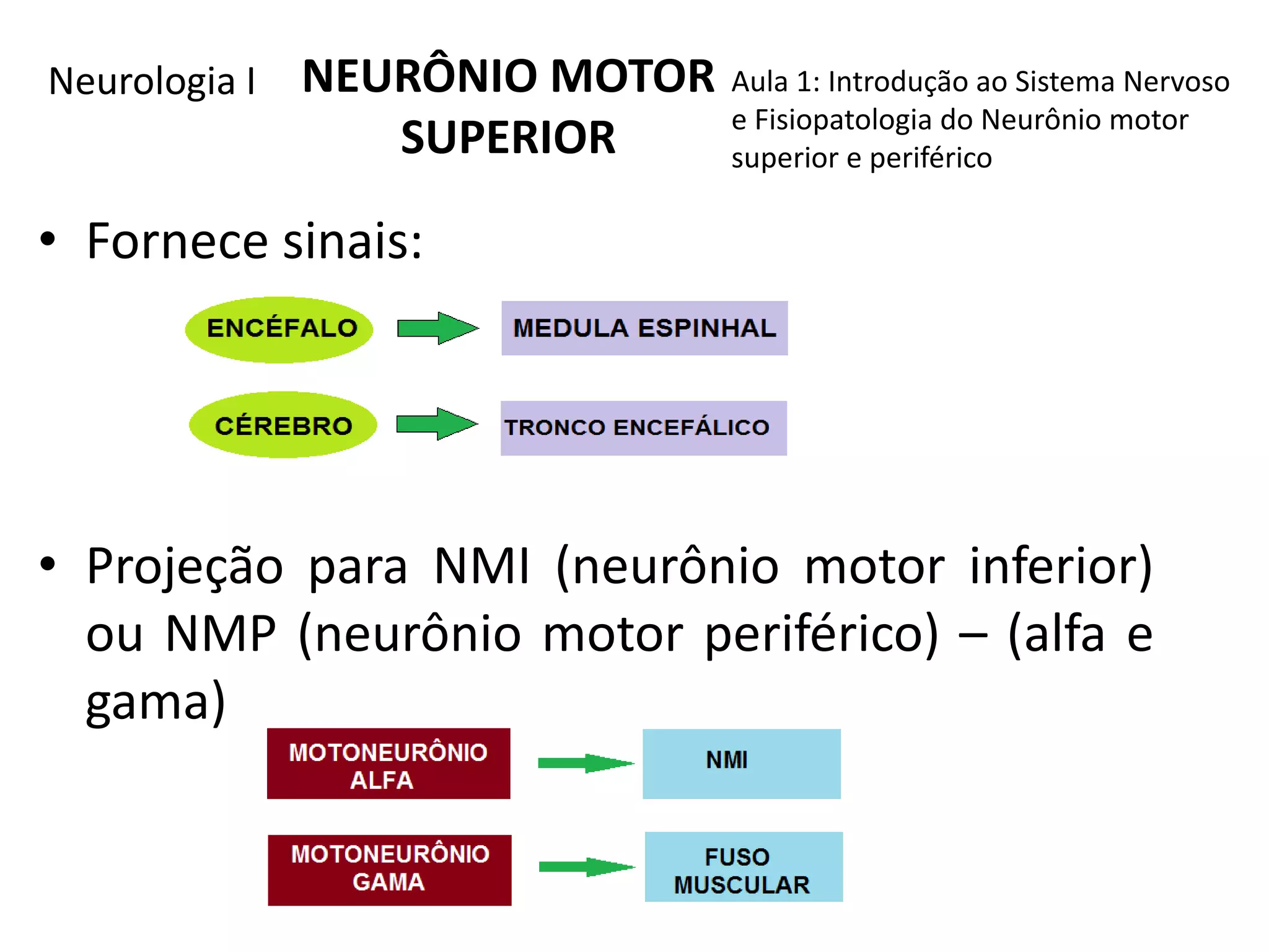 Sistema Nervoso - fisiopatologia do neurônio motor superior e ...