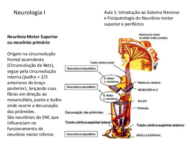 Sistema Nervoso - fisiopatologia do neurônio motor superior e perifé…