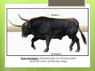 AULA 1 INTRODUÇÃO A BOVINOCULTURA DE CORTE.pdf