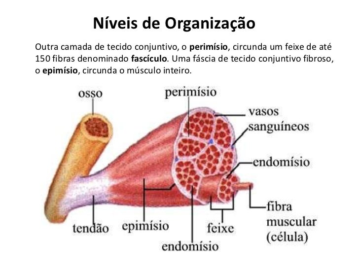Aula 1 musculos esqueléticos