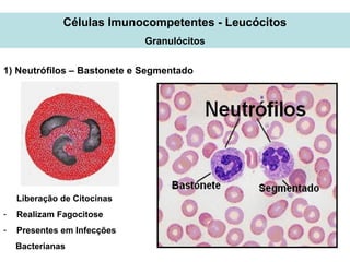 Aula 1 orgãos linfoides leucocitos1 | PPT