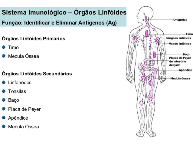 Aula 1 orgãos linfoides leucocitos1