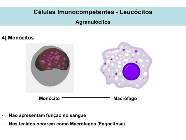 Aula 1 orgãos linfoides leucocitos1
