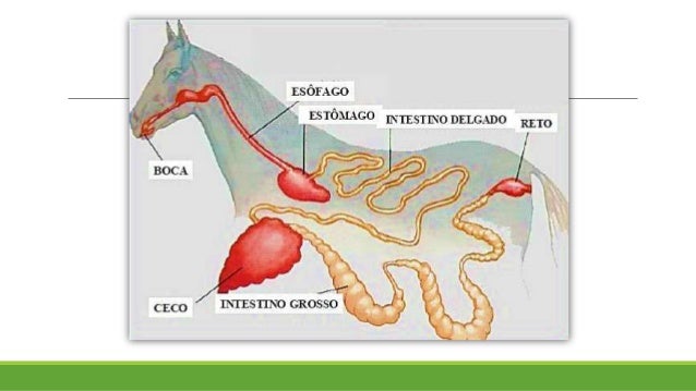 Aula 1 - parte 1 - Sistema digestório - Anatomia animal I