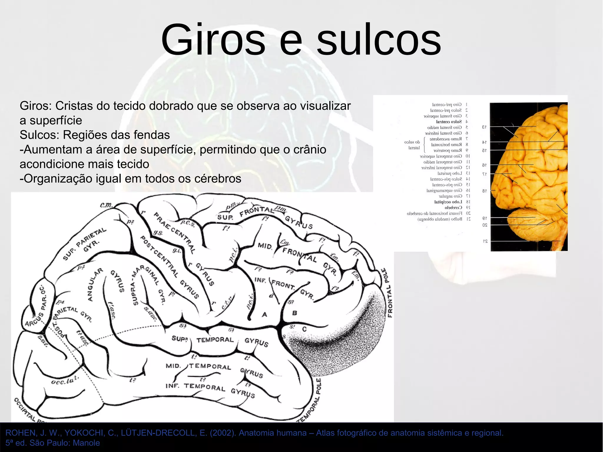 Neuroanatomia básica | ODP