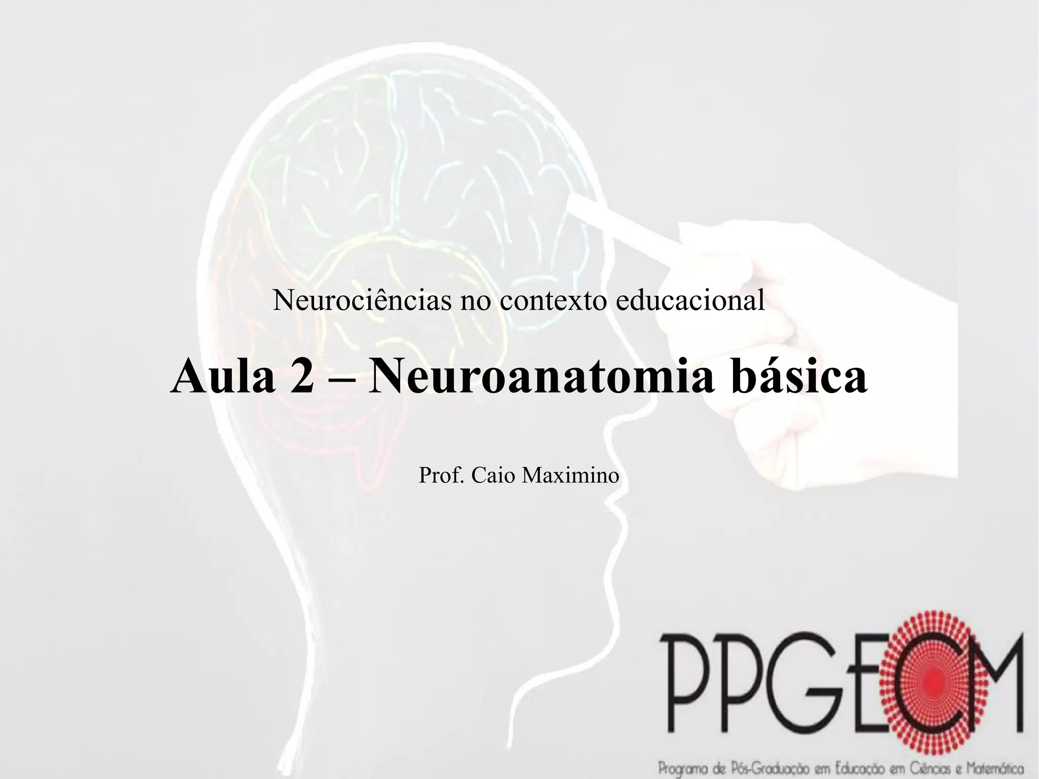 Neuroanatomia básica | ODP
