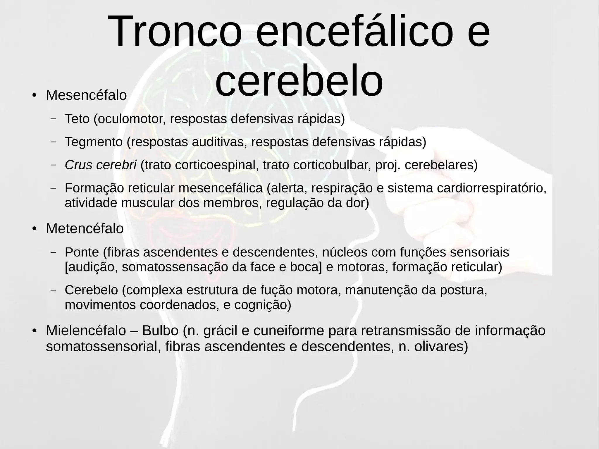 Neuroanatomia básica | ODP