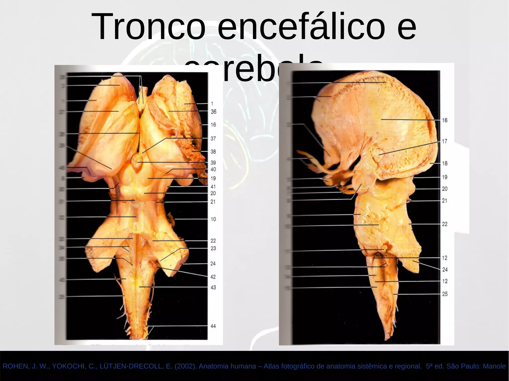 Neuroanatomia básica | ODP