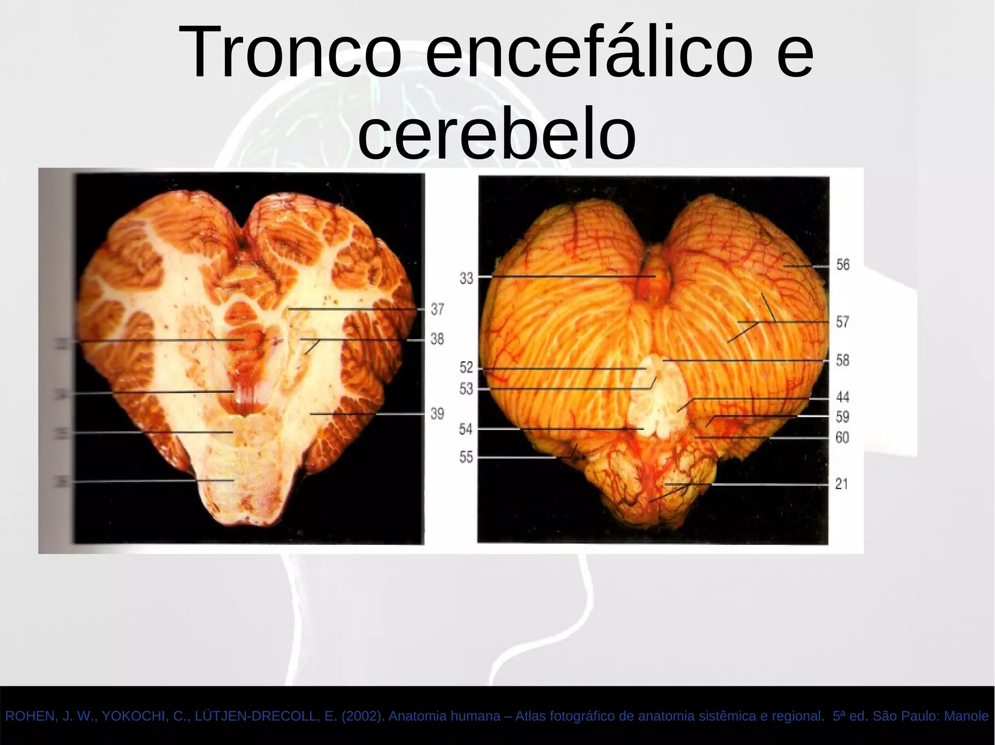 Neuroanatomia básica | ODP