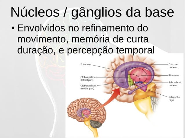 Neuroanatomia básica | ODP