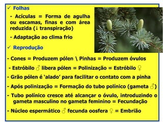 Aula 2 - Gimnospermas.pdf