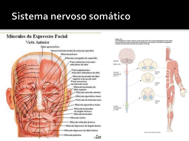 Neurociência E Comportamento I Aula 2 Introdução à Organização Do
