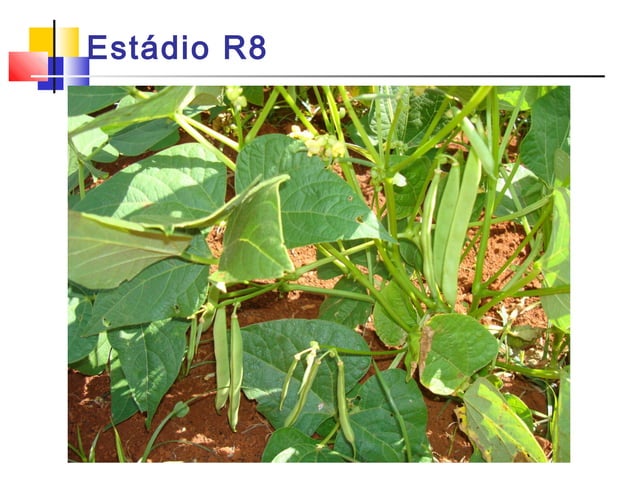 Morfologia E Fenologia Do Feijão