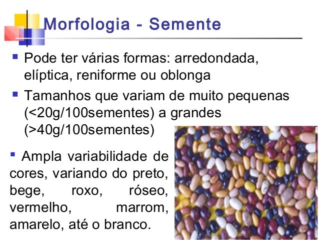 Morfologia E Fenologia Do Feijão