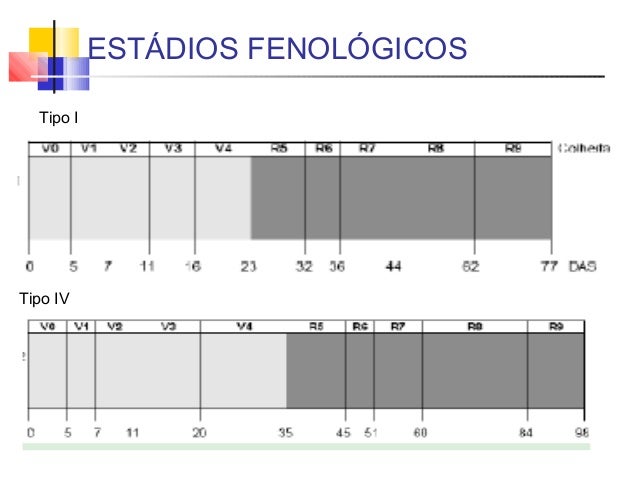 Morfologia E Fenologia Do Feijão