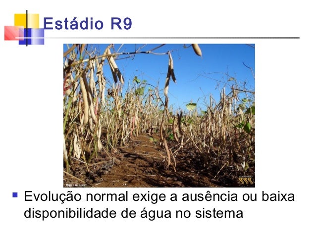 Morfologia E Fenologia Do Feijão