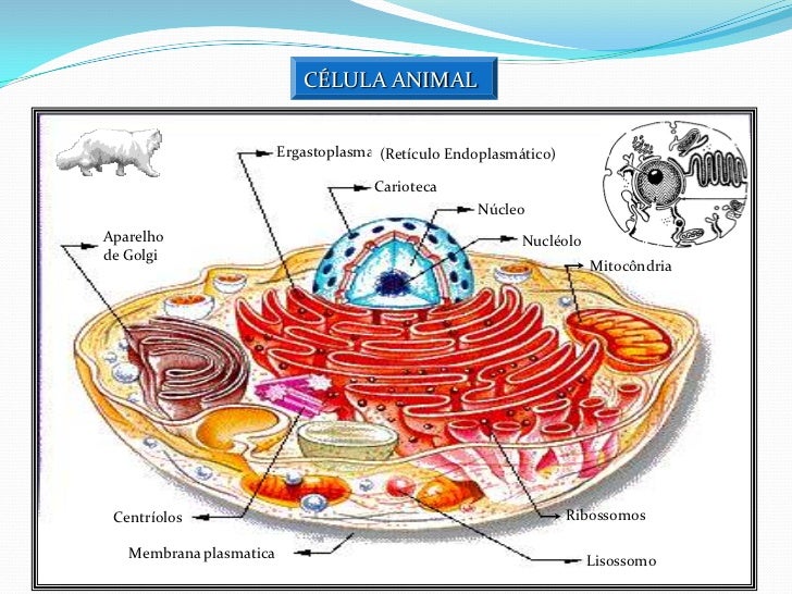 Aula 2 noções gerais da estrutura e das funções celulares