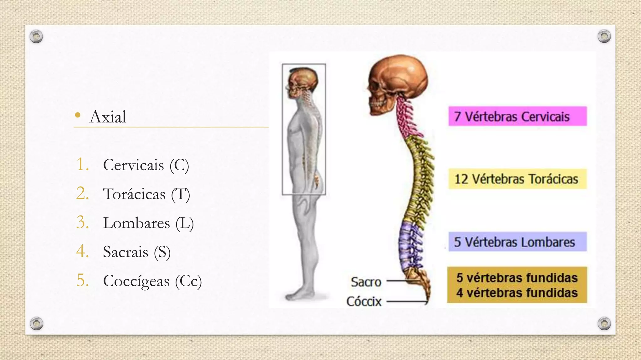 Osteologia humana - anatomia humana | PPTX