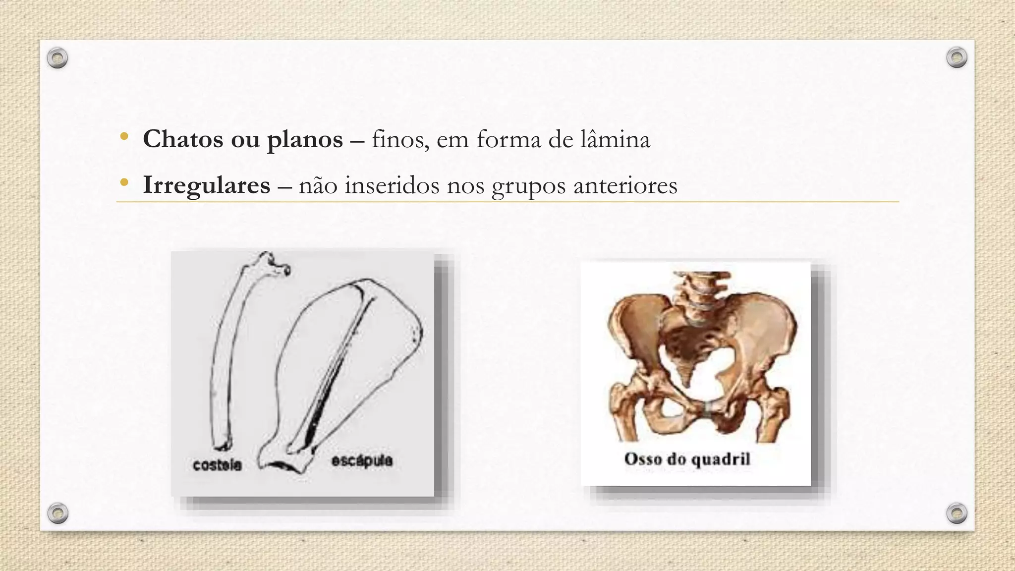 Osteologia humana - anatomia humana | PPTX