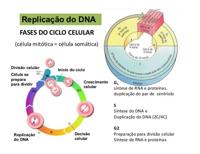 Aula 2 replicação, transcrição e tradução