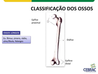 Anatomia - sistema ósseo | PPTX