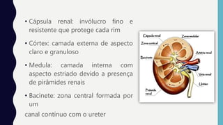 Sistema urinário - Anatomia humana | PPTX