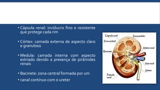 Sistema urinário - Anatomia veterinária | PPTX