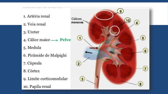 Sistema urinário - Anatomia veterinária
