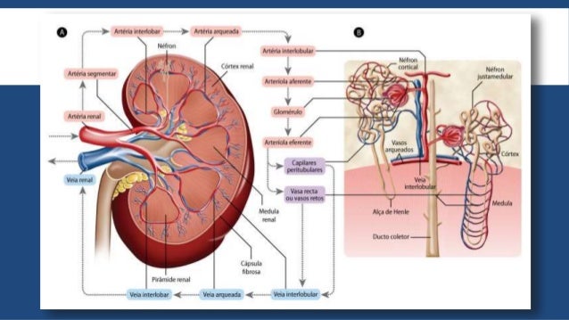 Aula 2 - Sistema urinário - Anatomia veterinária I