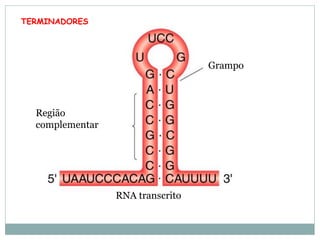Aula sobre transcrição e tradução proteica - bioquímica | PDF