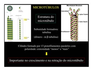 citoesqueleto slides ppt aula citoesquel | PDF