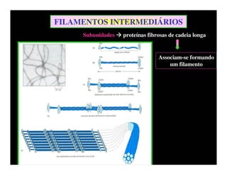 citoesqueleto slides ppt aula citoesquel | PDF