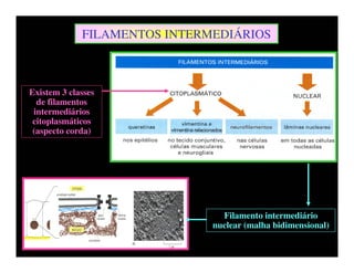 citoesqueleto slides ppt aula citoesquel | PDF