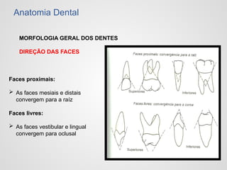 Aula 2 de Anatomia Dental.pptx - morfologia | PPTX