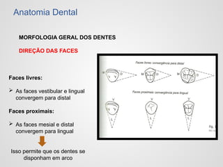 Aula 2 de Anatomia Dental.pptx - morfologia | PPTX