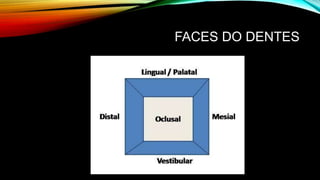 Aula 2 ANATOMIA e odontograma.pptx