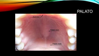 Aula 2 ANATOMIA e odontograma.pptx