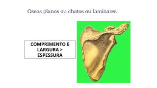 AULA 2 ANATOMIA SISTEMA ESQUELÉTICO.pptx