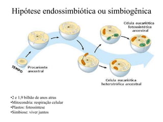 Aula 2 bio | PPTX