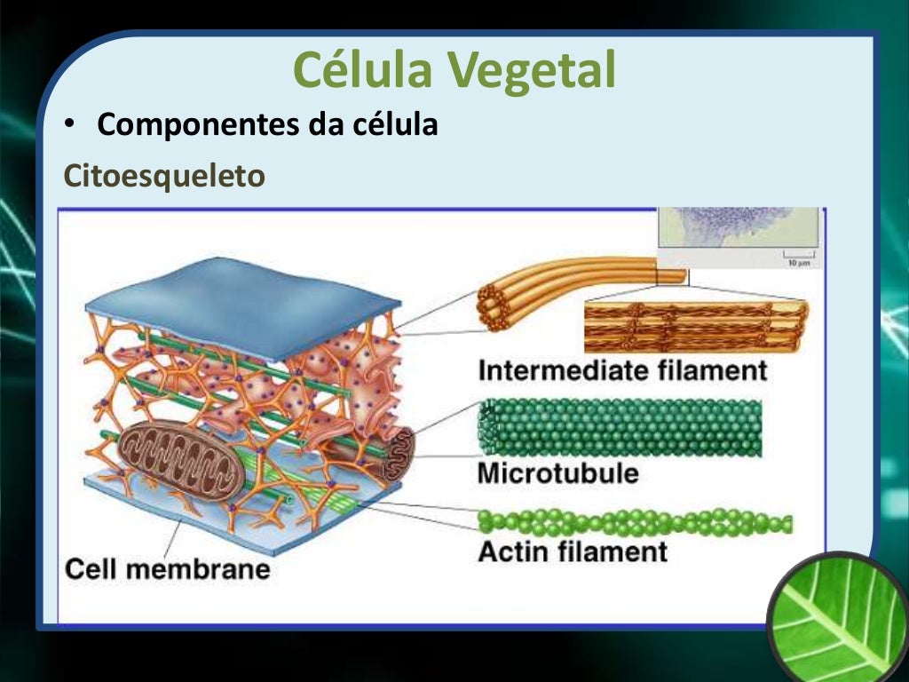 Aula 2 celula vegetal