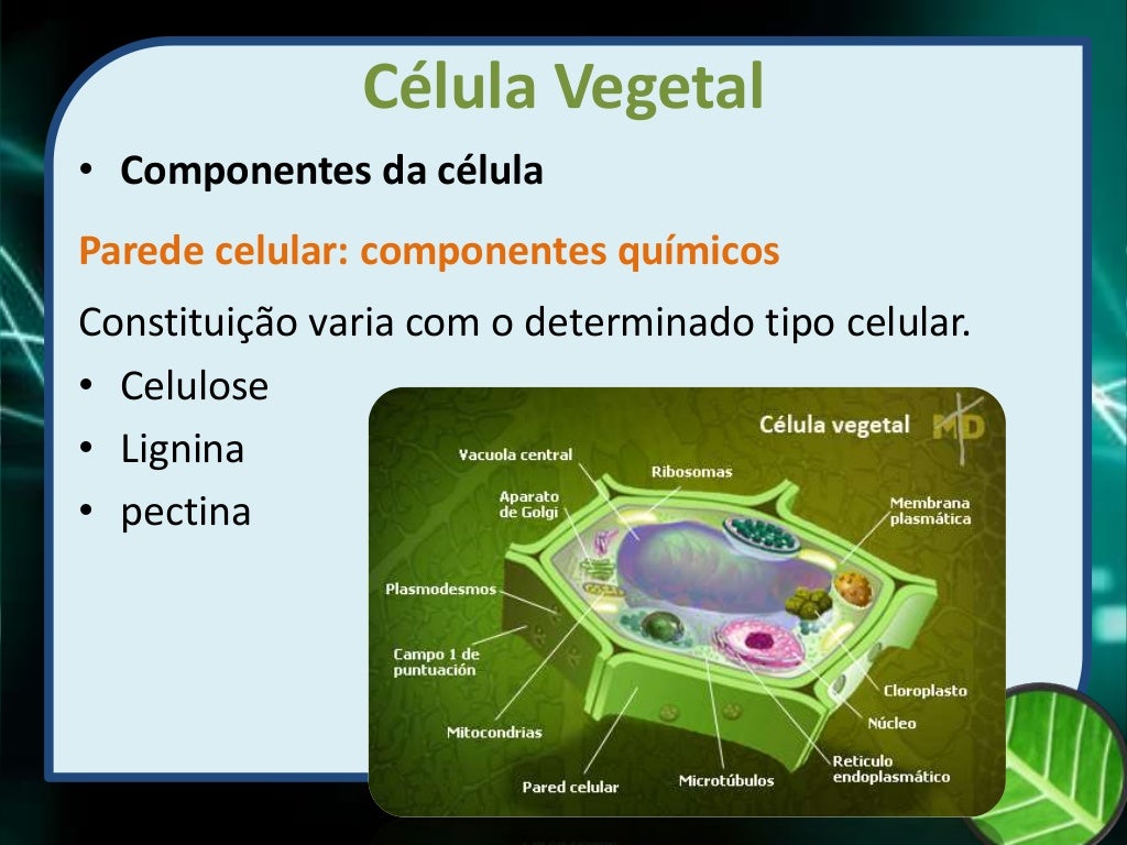 Aula 2 celula vegetal