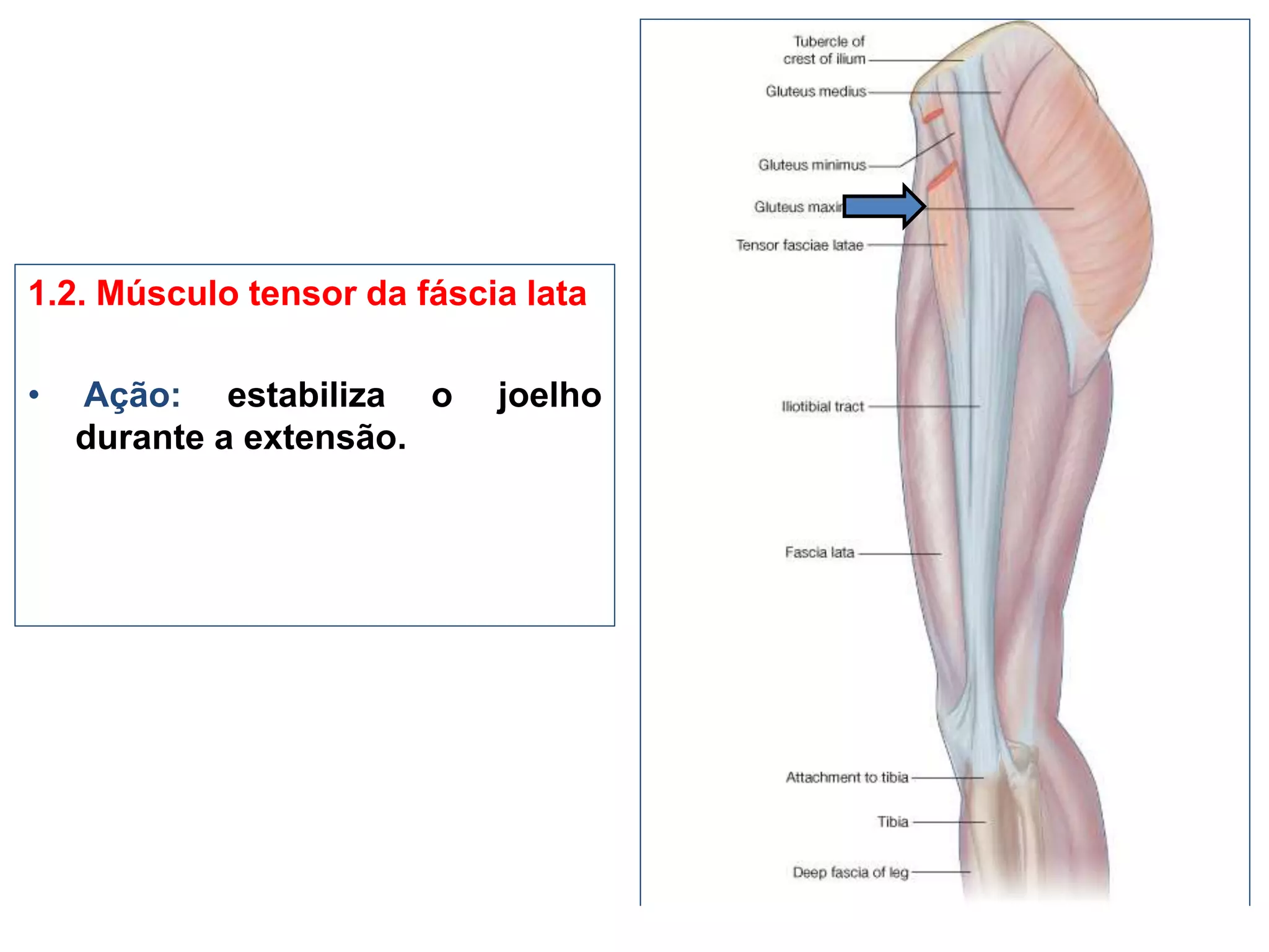 AULA 2 MEMBROS INFERIORES MÚSCULOS DO CÍNGULO (1).pptx